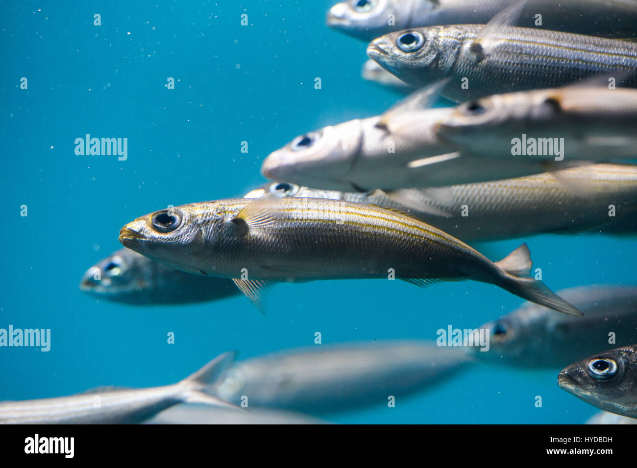 Underwater fish photography Stock Photo - Alamy