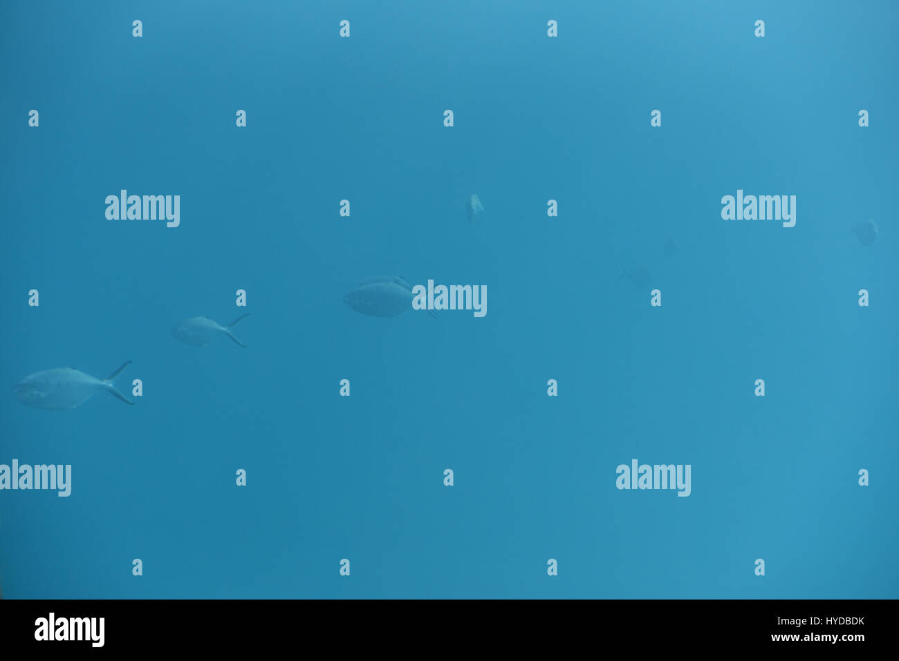 Underwater scenery of deep blue ocean Stock Photo - Alamy