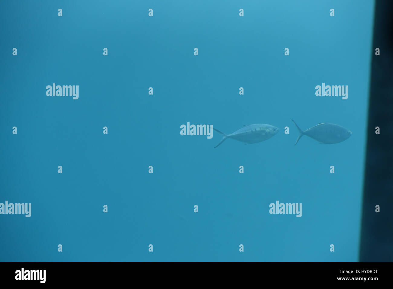 Underwater scenery of deep blue ocean Stock Photo - Alamy