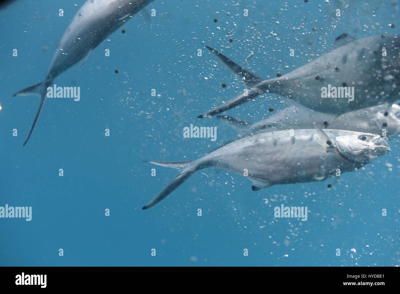 Underwater fish photography Stock Photo - Alamy