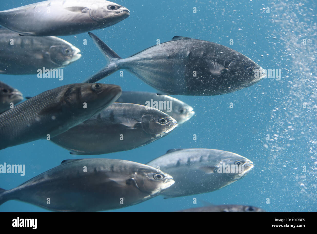 Underwater fish photography Stock Photo - Alamy