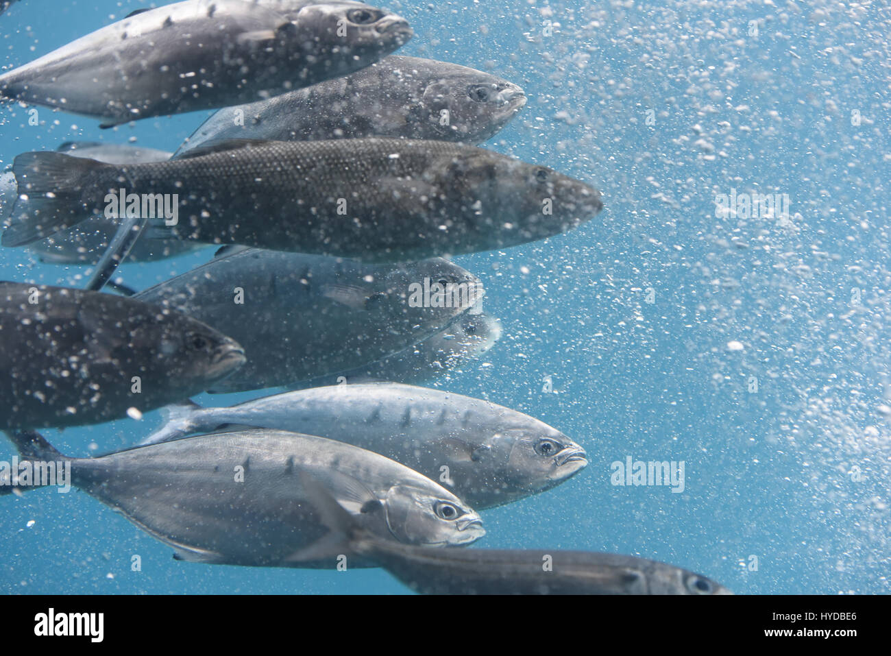 Underwater fish photography Stock Photo - Alamy