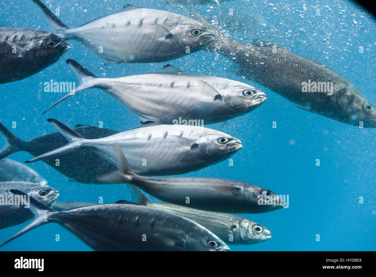 Underwater fish photography Stock Photo - Alamy