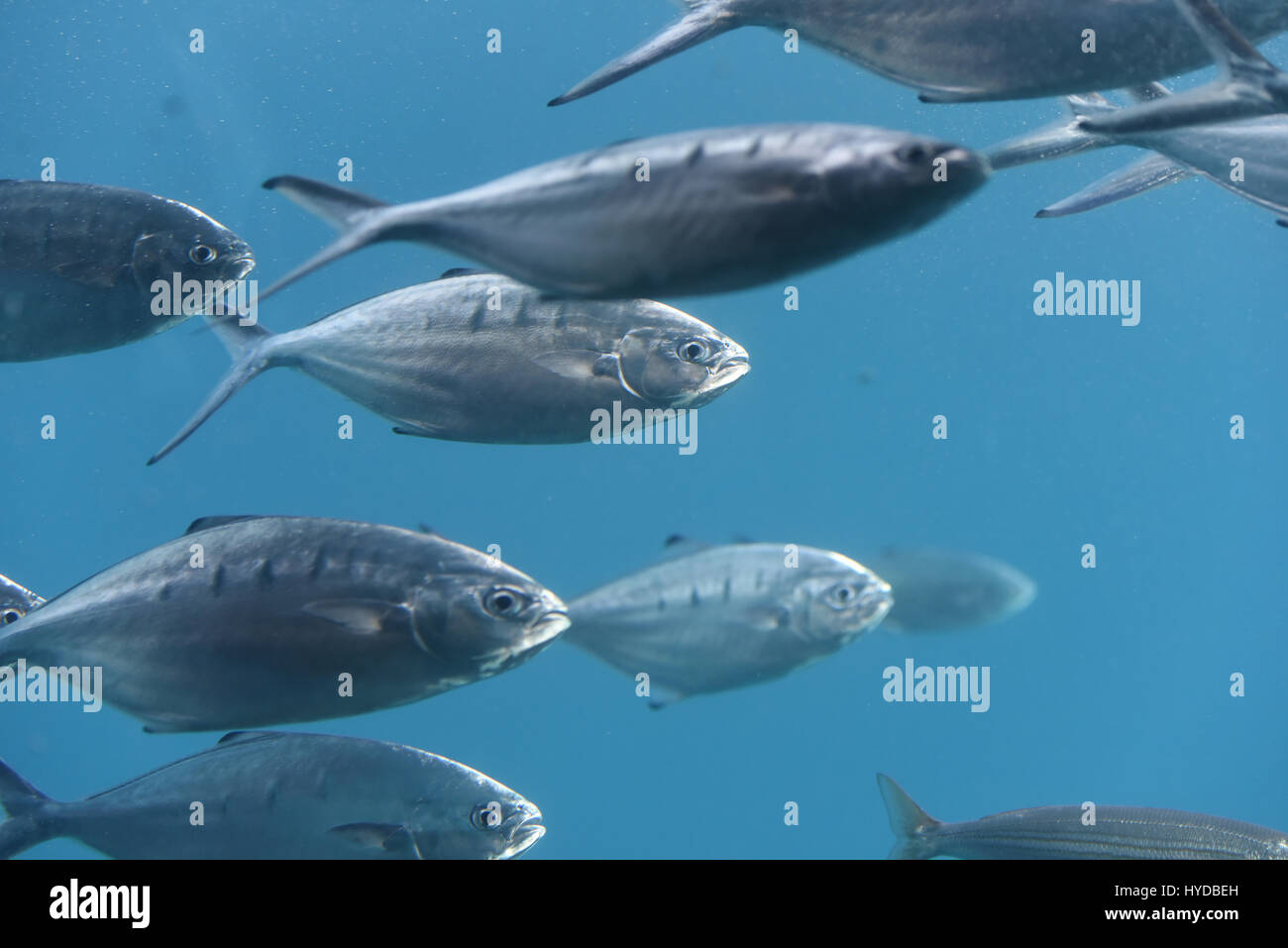 Underwater fish photography Stock Photo - Alamy