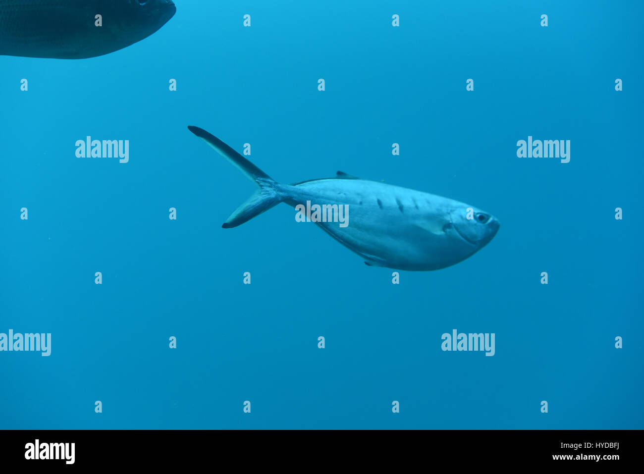 Underwater scenery of deep blue ocean Stock Photo - Alamy