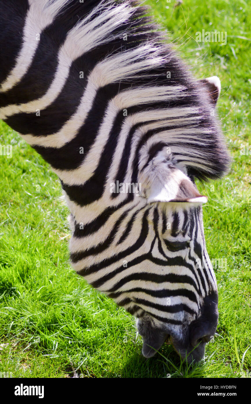 Head of zebra grazing grass in an animal park in France Stock Photo - Alamy