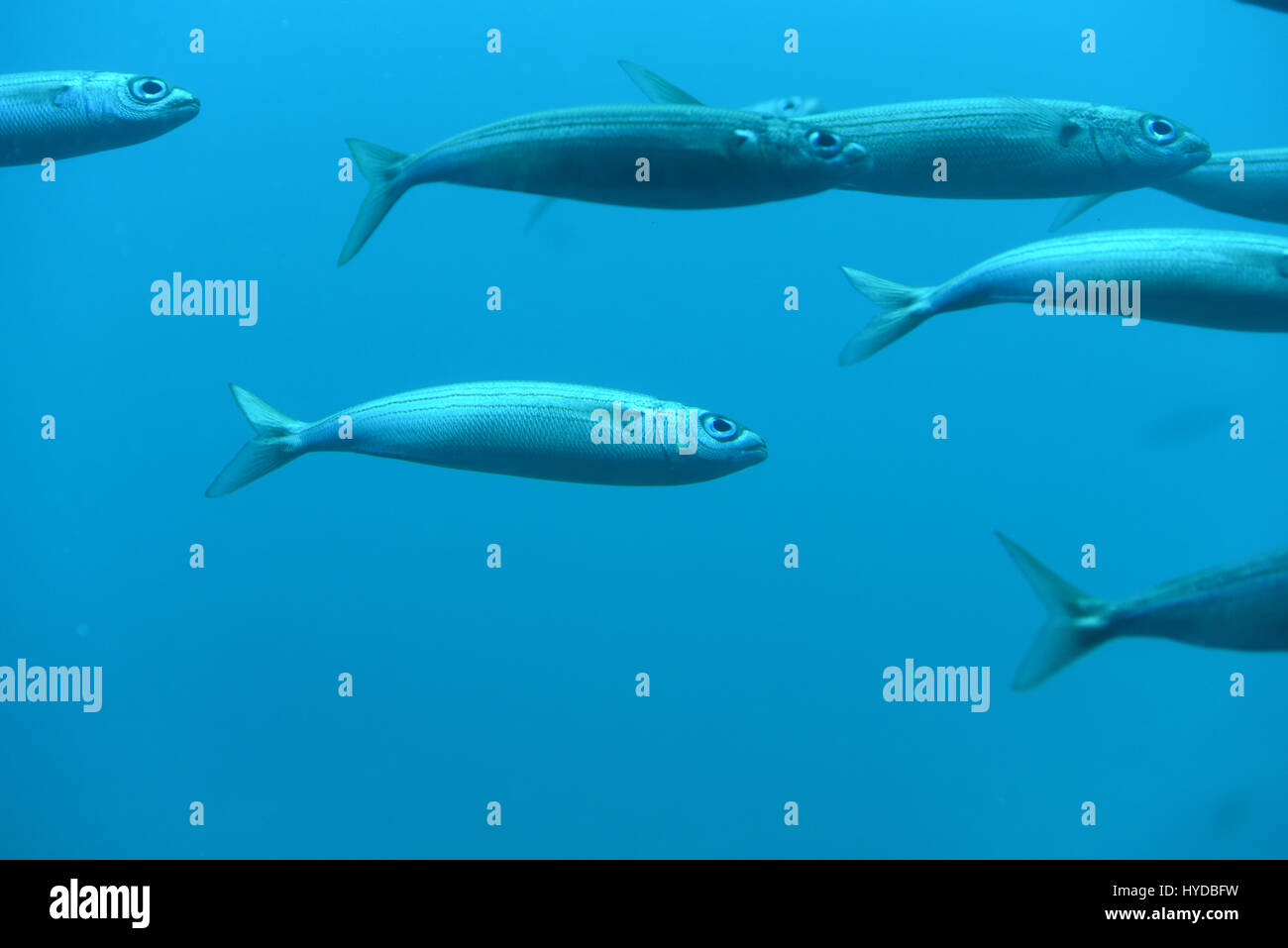 Group of fishes diving under water Stock Photo - Alamy