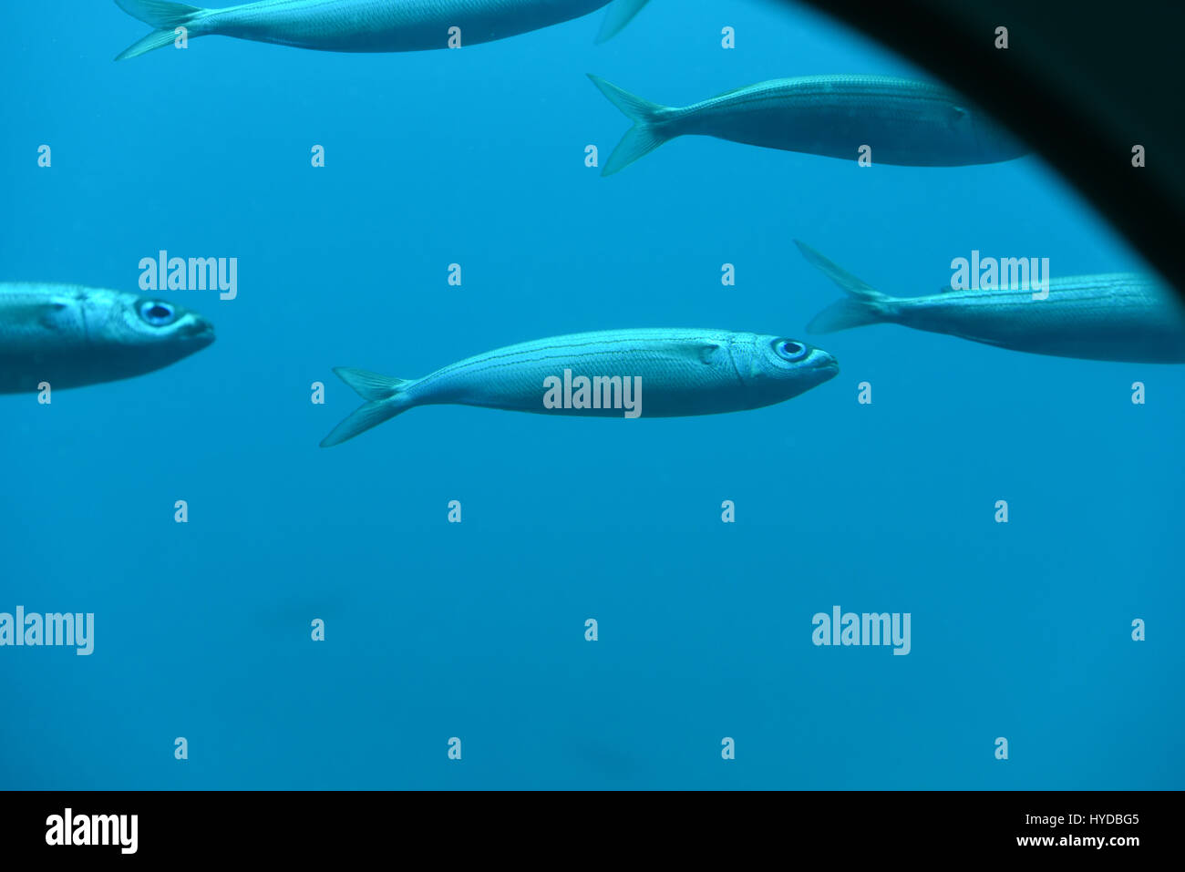 Group of fishes diving under water Stock Photo - Alamy