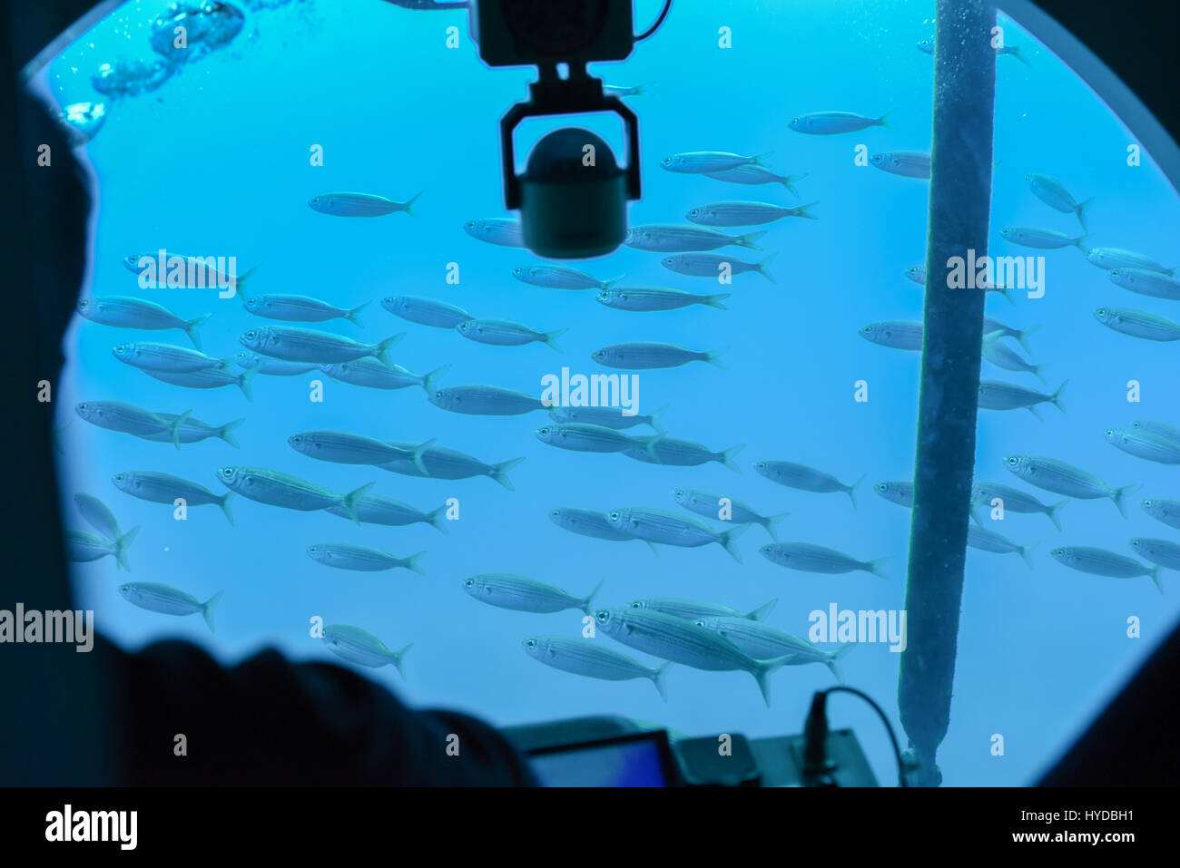 Group of fishes diving under water Stock Photo - Alamy