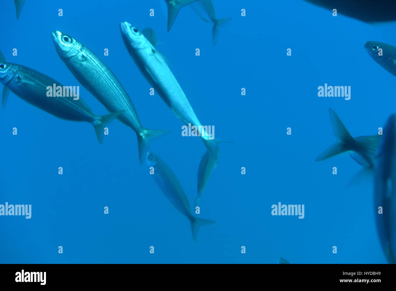 Group of fishes diving under water Stock Photo - Alamy