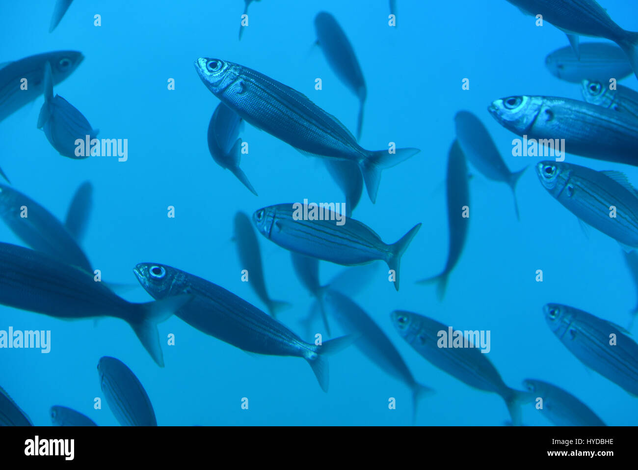 Group of fishes diving under water Stock Photo - Alamy