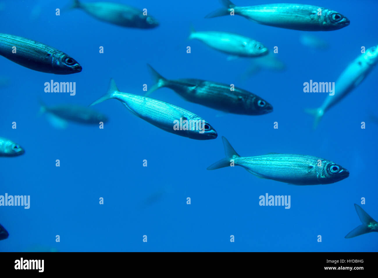 Group of fishes diving under water Stock Photo - Alamy
