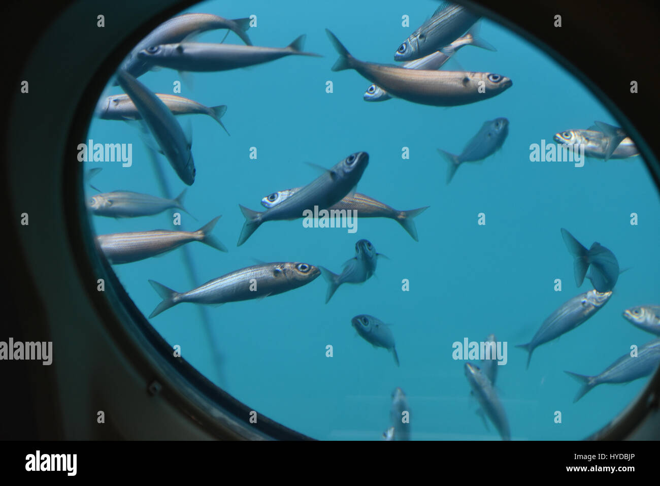 Bottom of the sea Stock Photo - Alamy