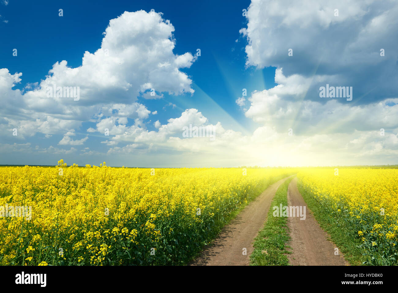 Road in yellow flower field, beautiful spring landscape Stock Photo - Alamy