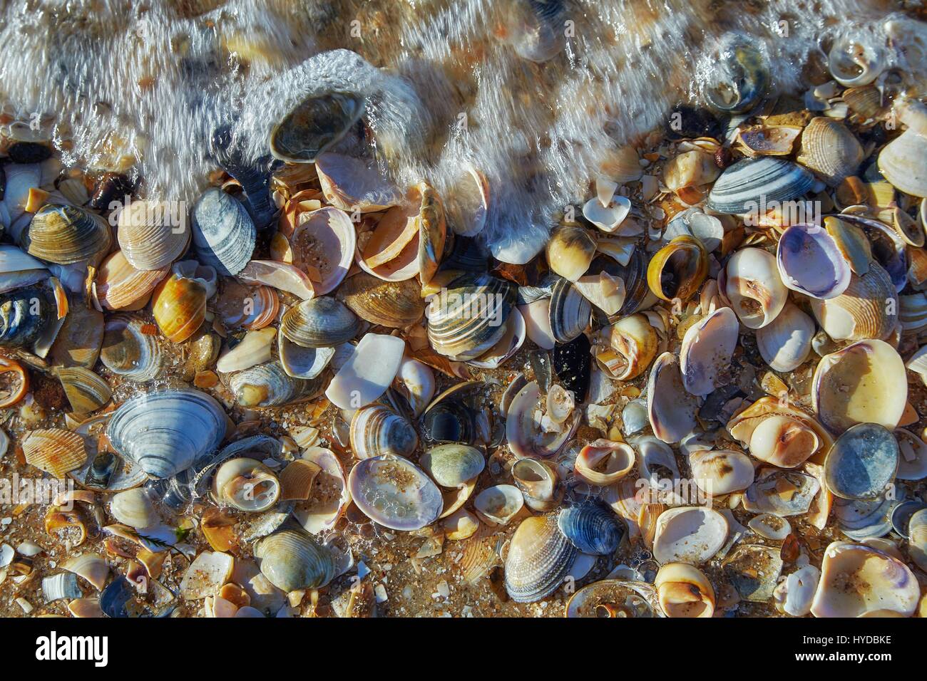 Sheels on the seashore Stock Photo - Alamy