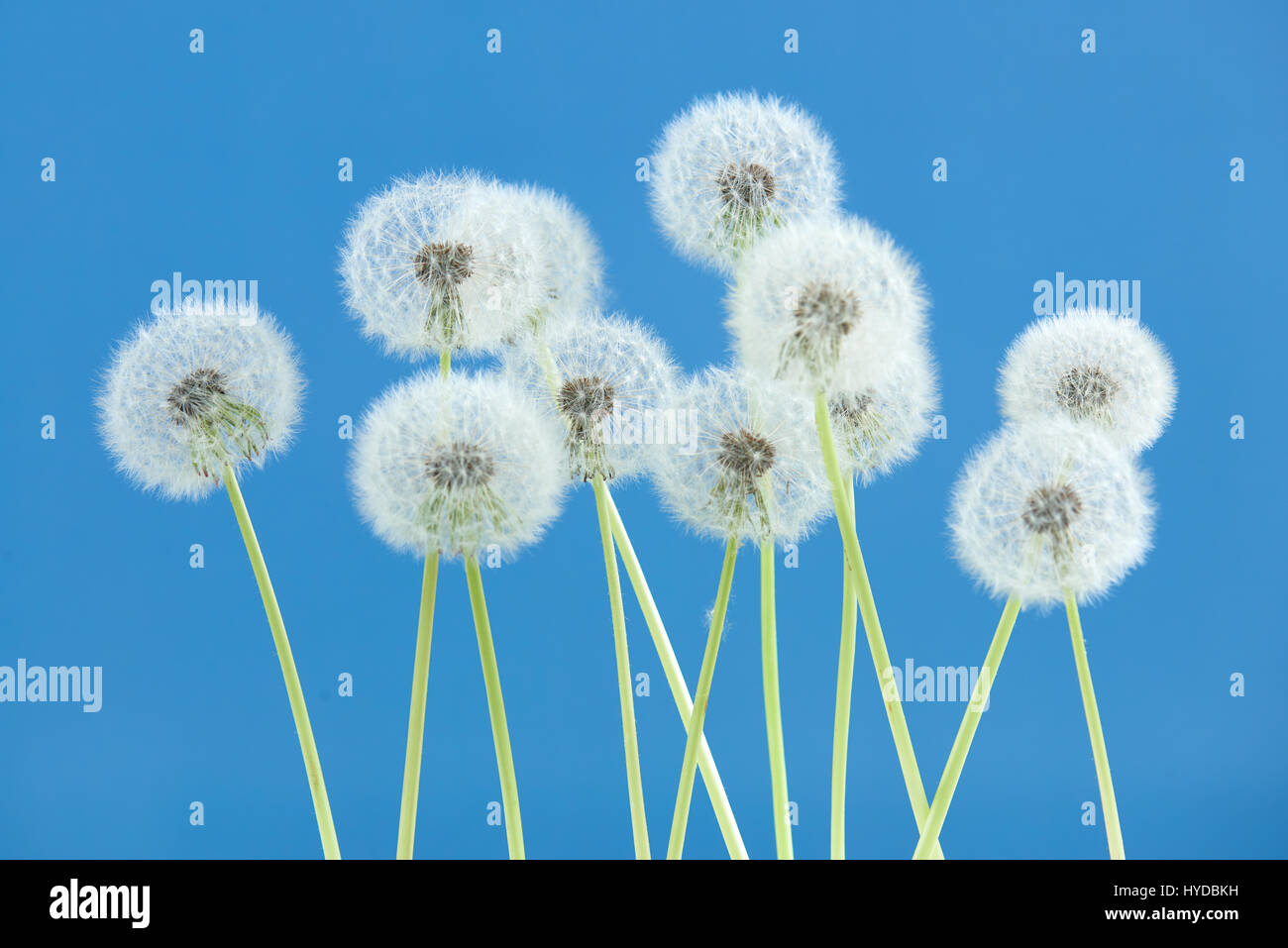 Dandelion flower on blue color background, group objects on blank space ...