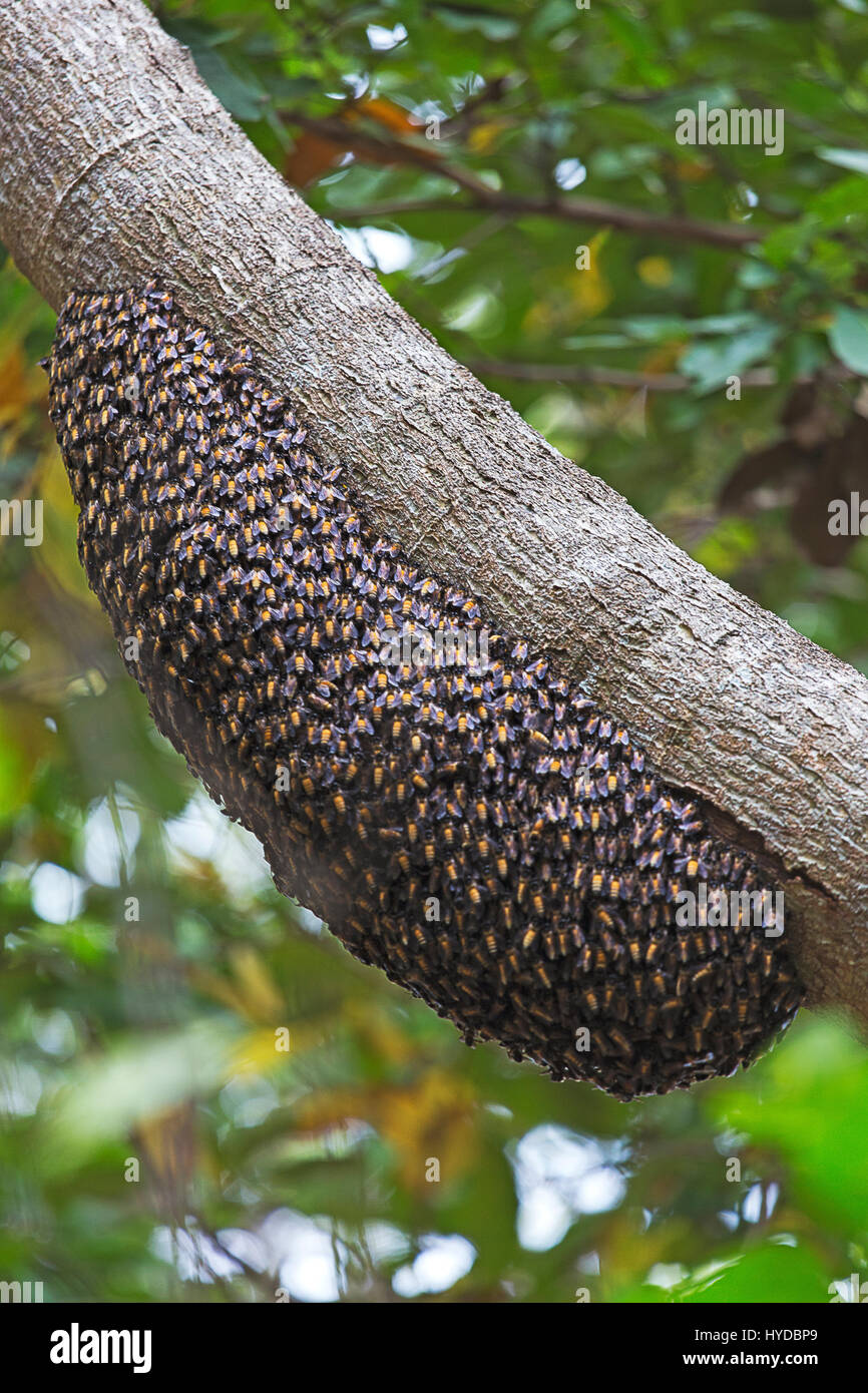 Wild bees hive on the tree in Komodo island Stock Photo - Alamy