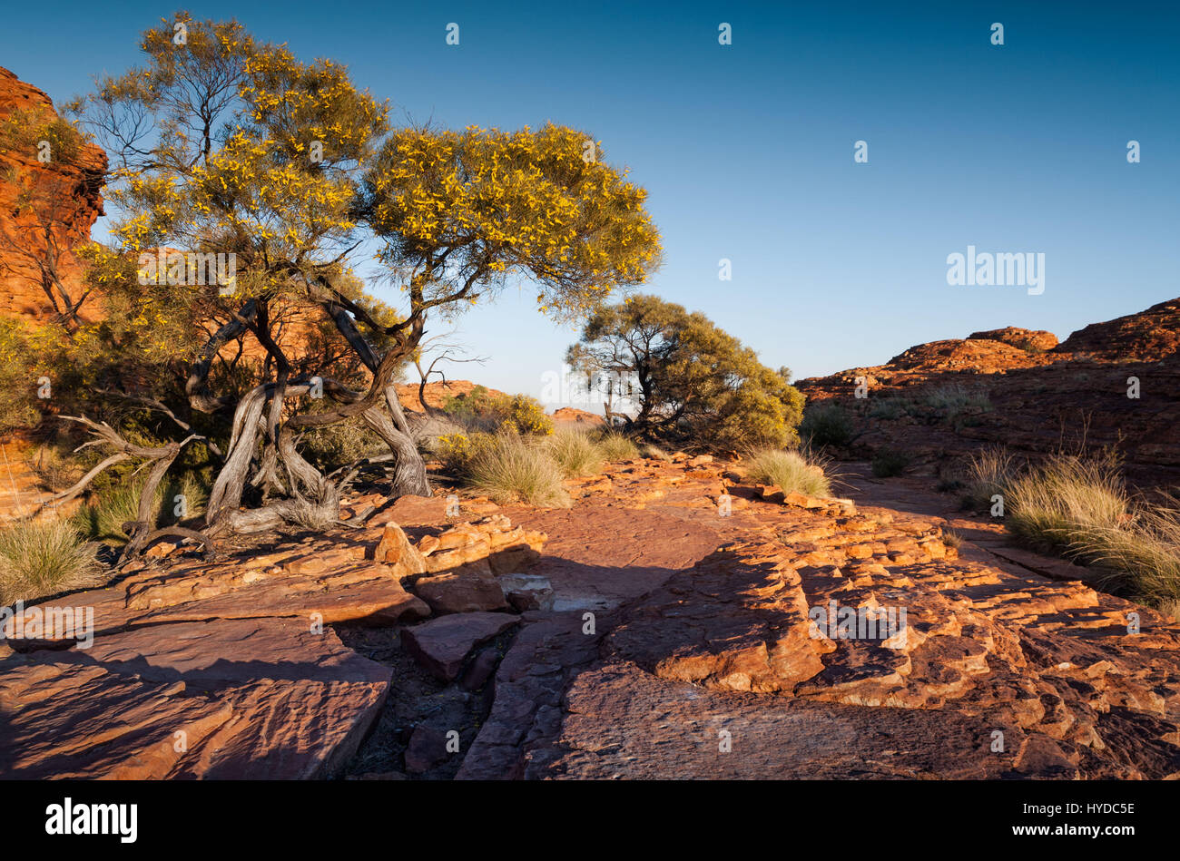 Kings Canyon, Northern Territory, Australia - Native pine trees in ...