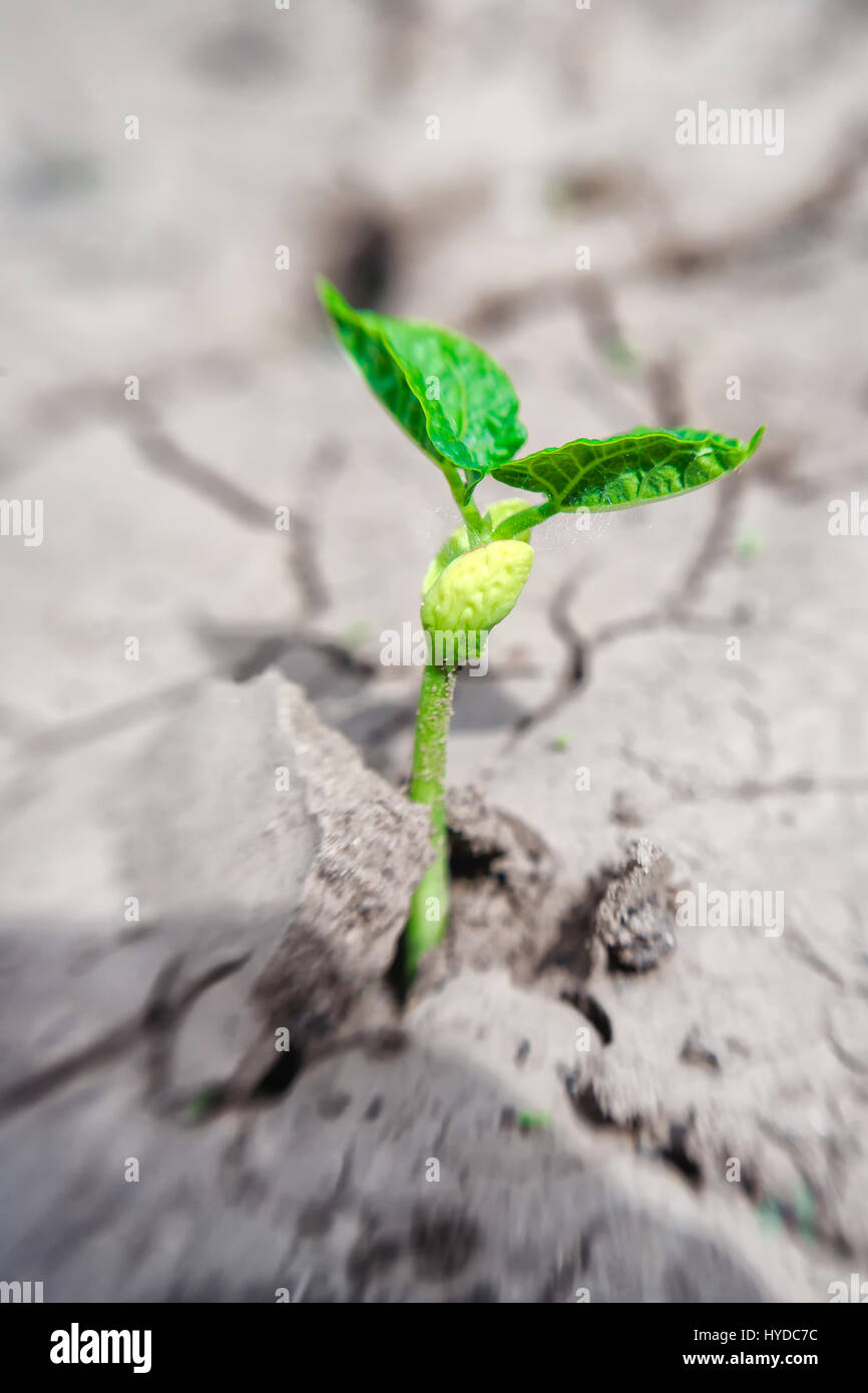 Macro of one bean germ and shoot with first green leaves over soil ...