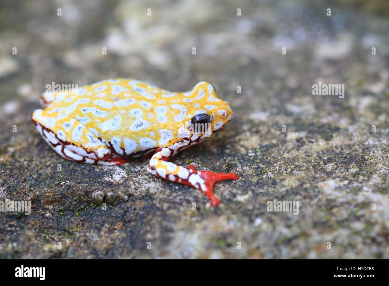 Painted Reed Frog or Spoted Tree Frog (Hyperolius viridiflavus) in ...
