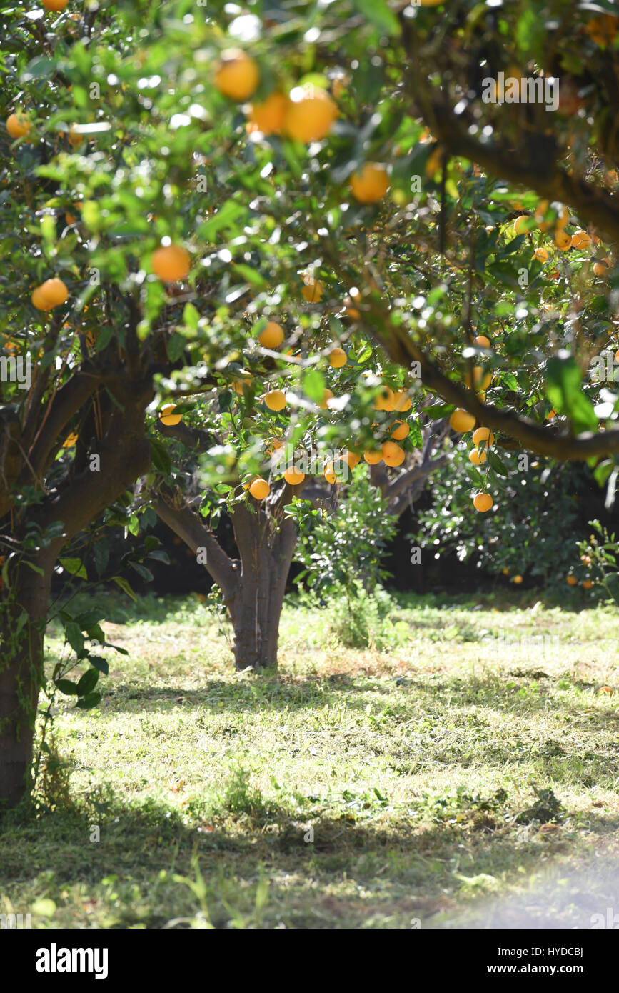 Orange tree in tropics fruit ripe Stock Photo - Alamy