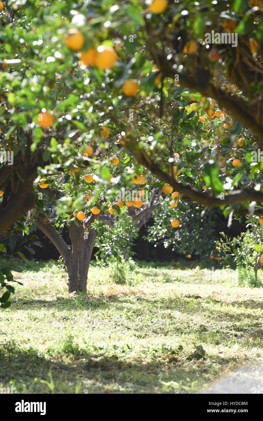 Orange tree in tropics fruit ripe Stock Photo - Alamy