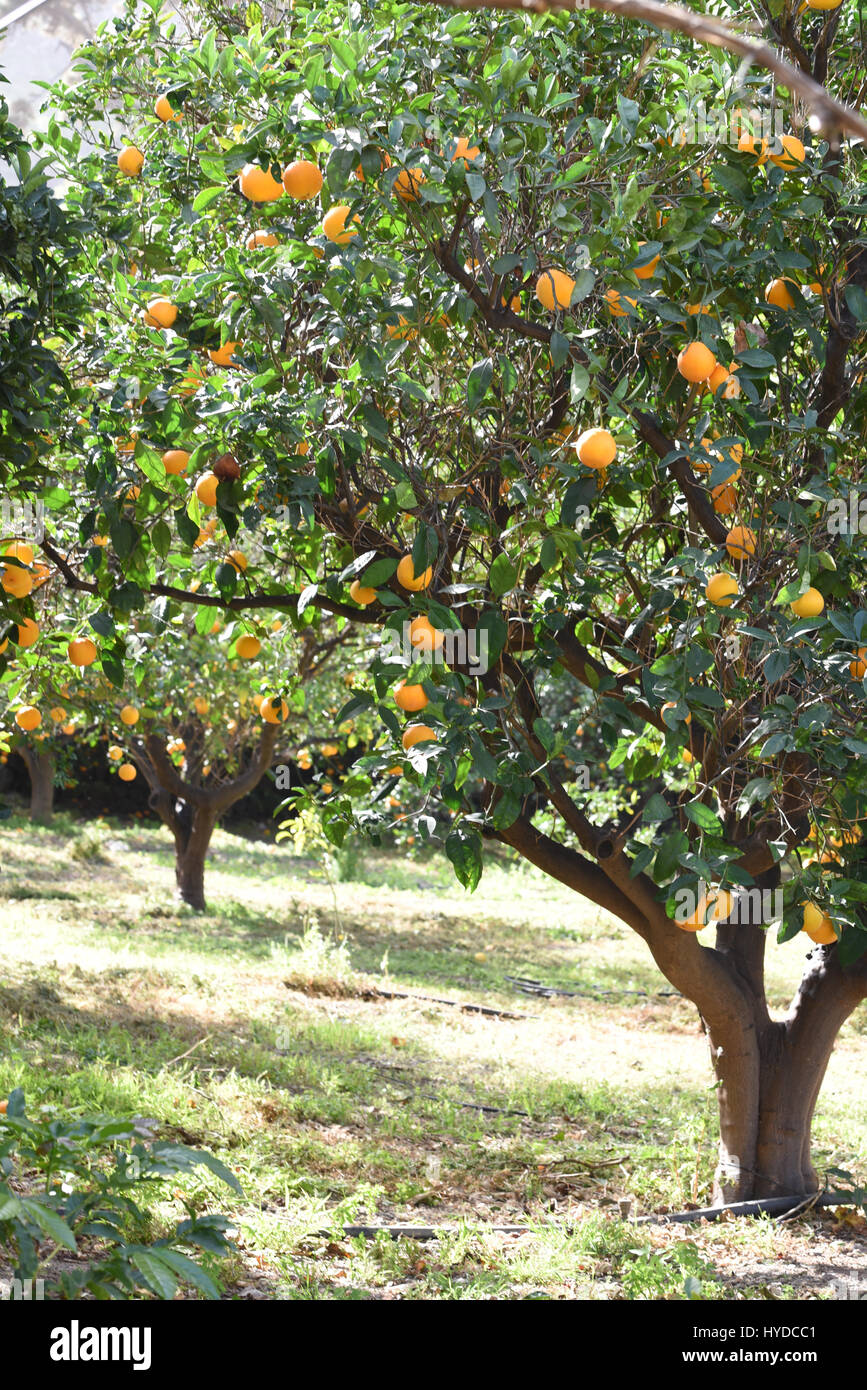 Orange tree in tropics fruit ripe Stock Photo - Alamy