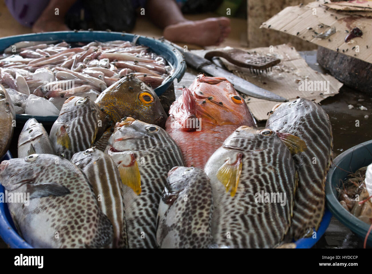 fish on a market at Flores, Indonesia Stock Photo - Alamy