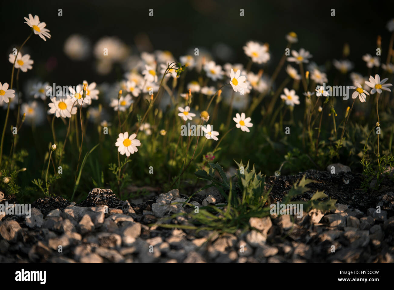 Daisies in spring season and in meadow Stock Photo - Alamy