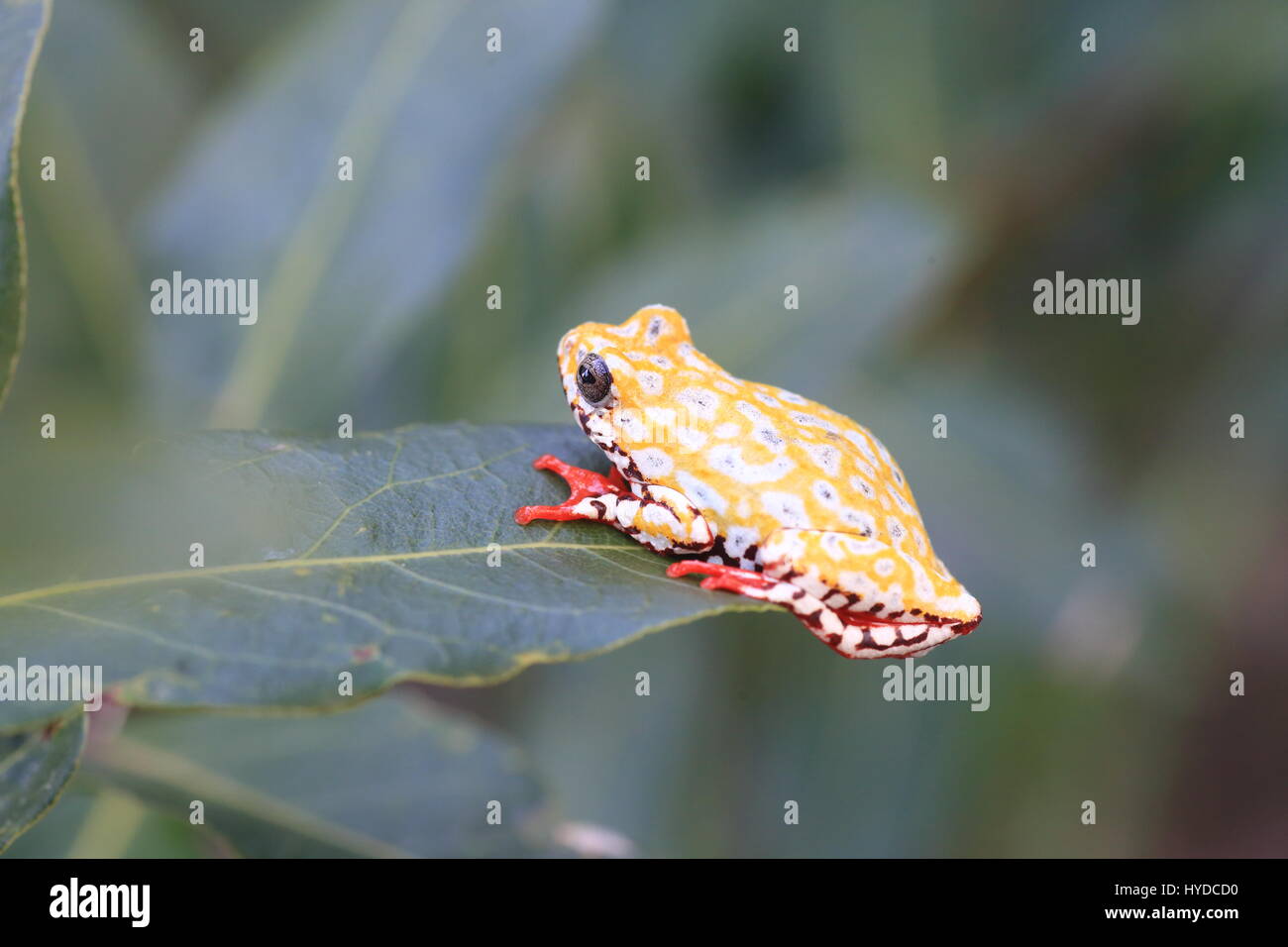 Painted Reed Frog or Spoted Tree Frog (Hyperolius viridiflavus) in ...