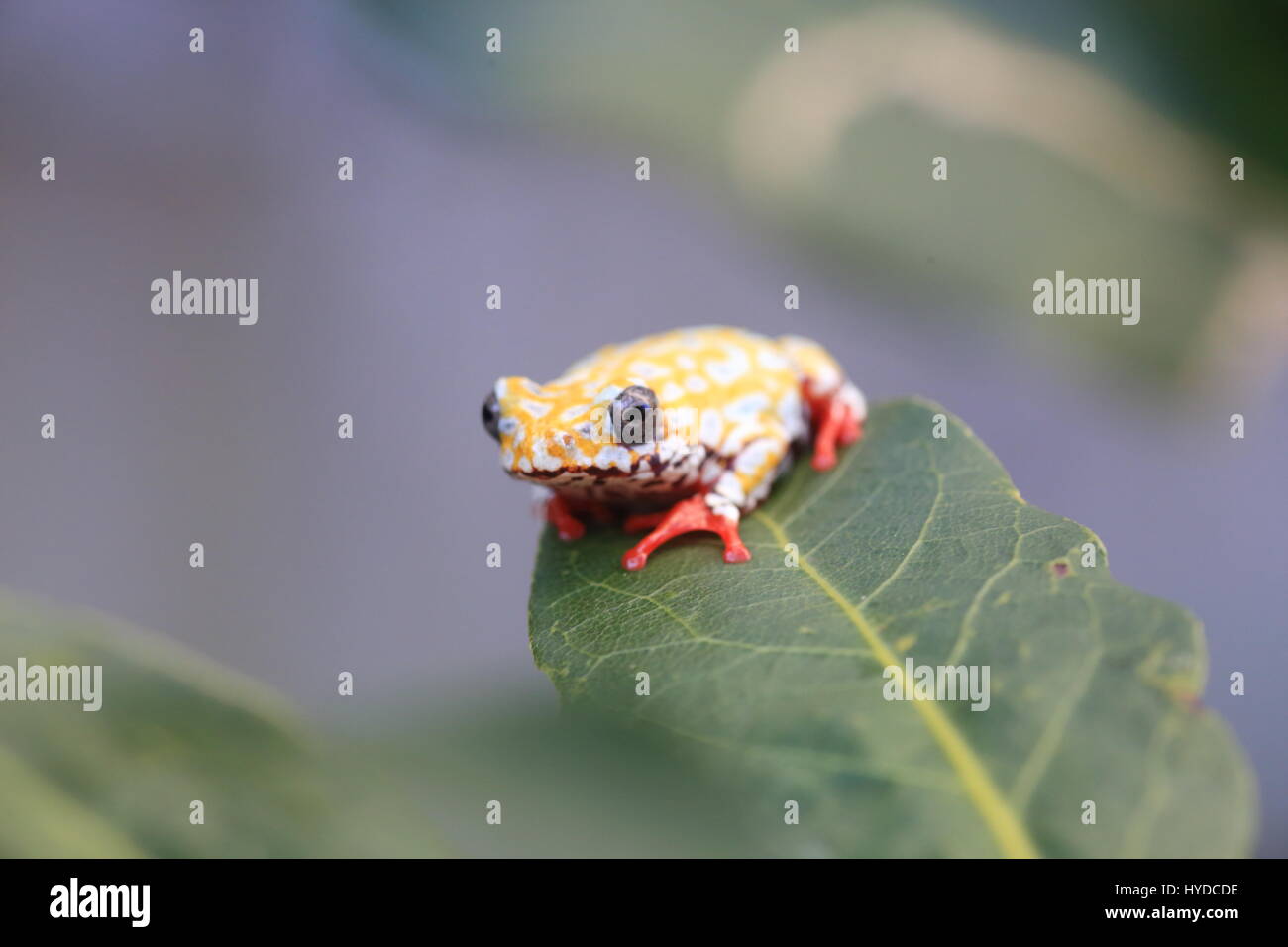 Painted Reed Frog or Spoted Tree Frog (Hyperolius viridiflavus) in ...
