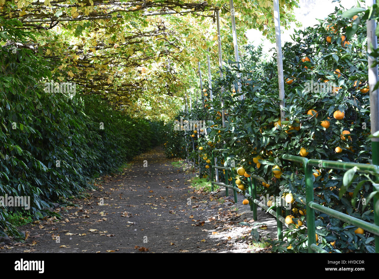 Tangerine forest hi-res stock photography and images - Alamy
