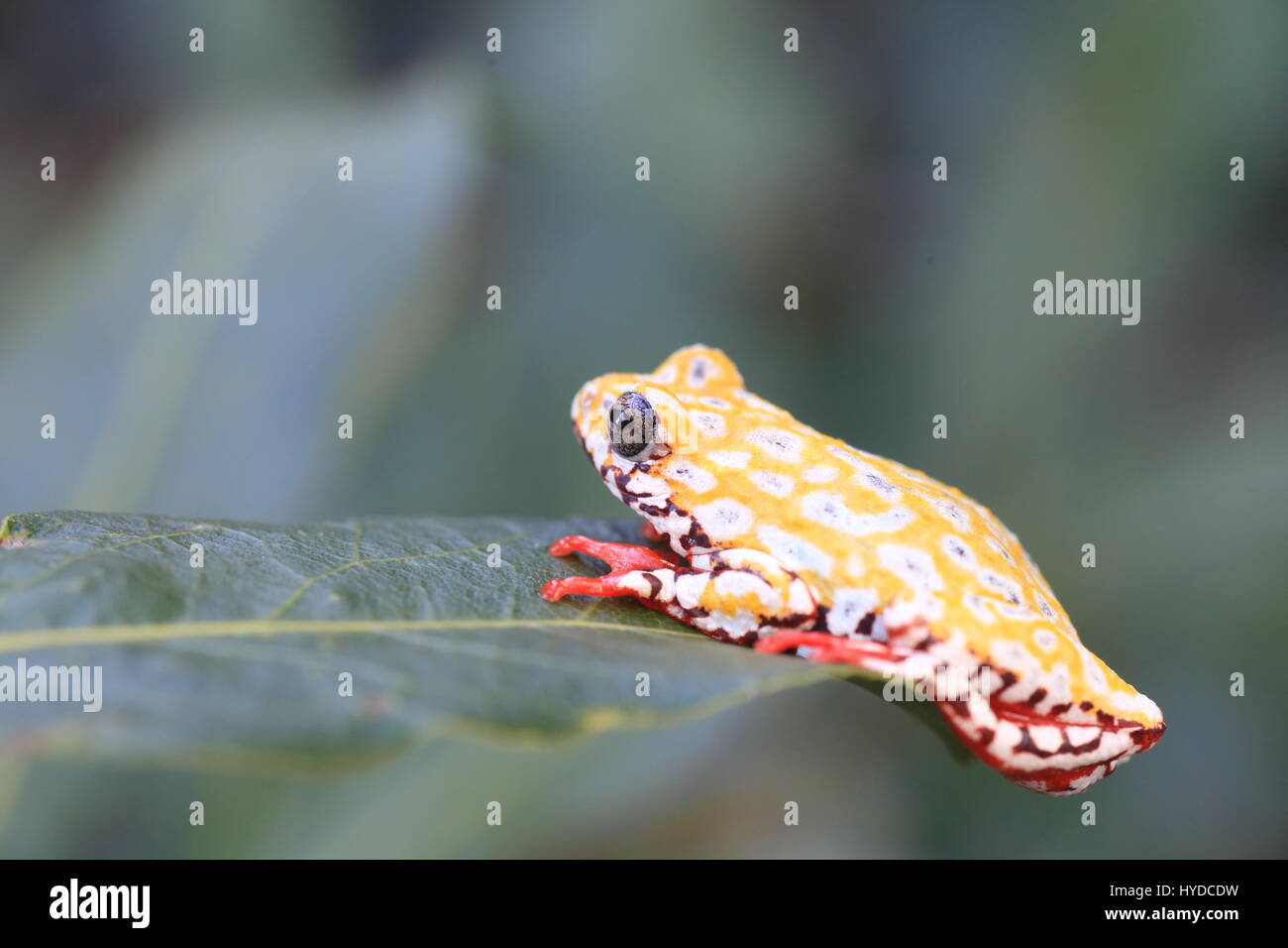 Painted Reed Frog or Spoted Tree Frog (Hyperolius viridiflavus) in ...
