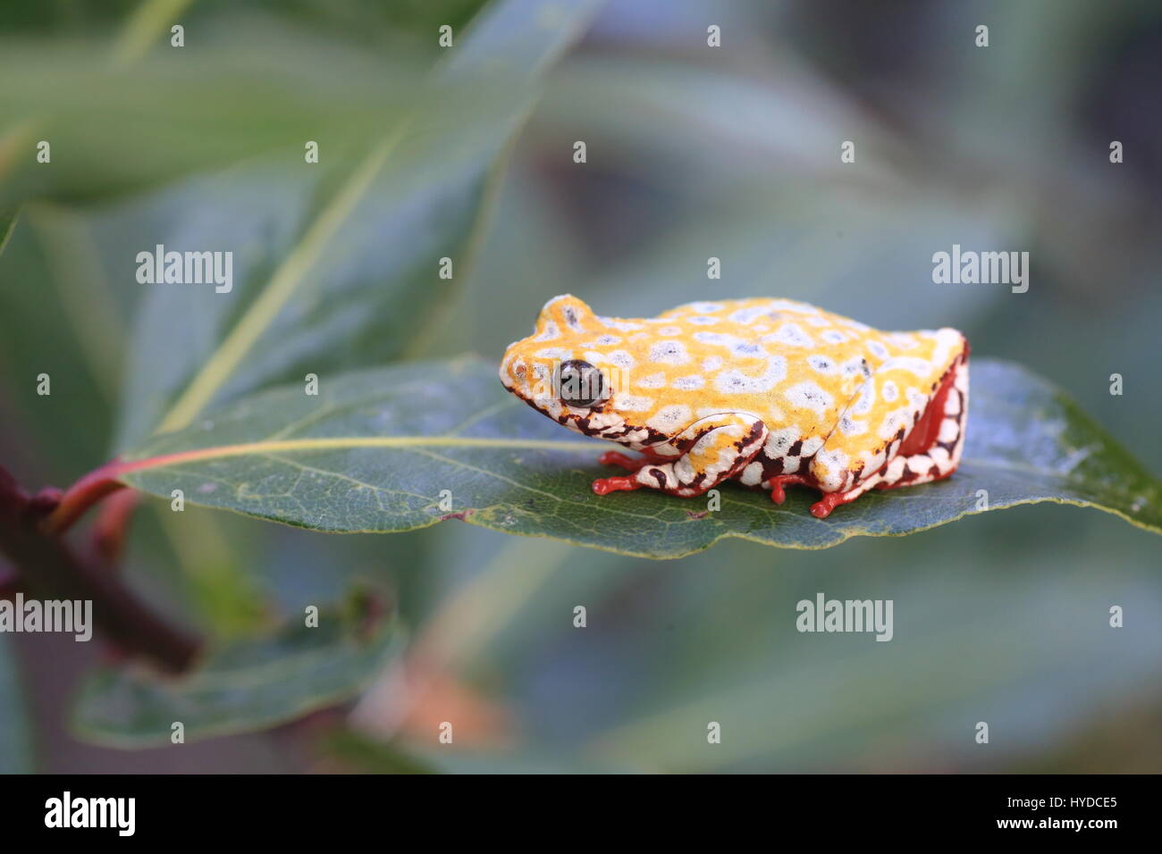 Hyperolius viridiflavus hi-res stock photography and images - Alamy