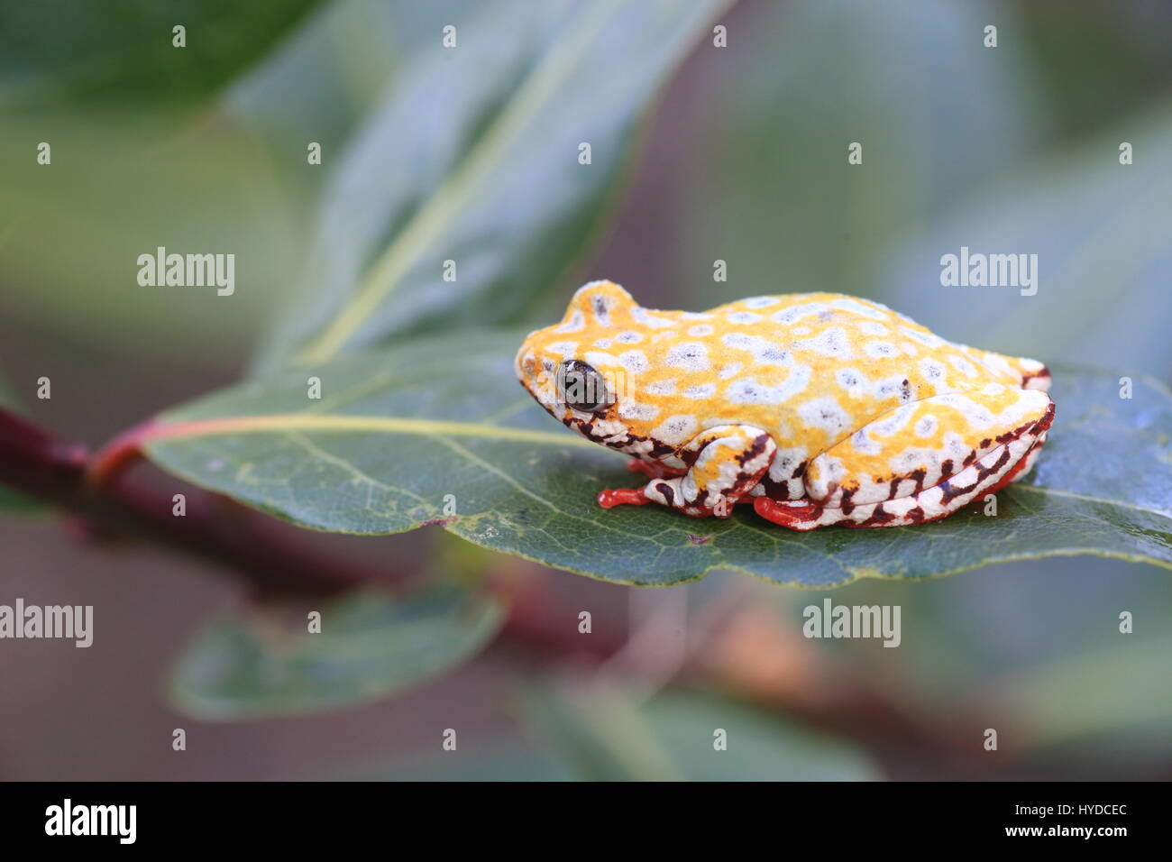 Hyperolius viridiflavus hi-res stock photography and images - Alamy
