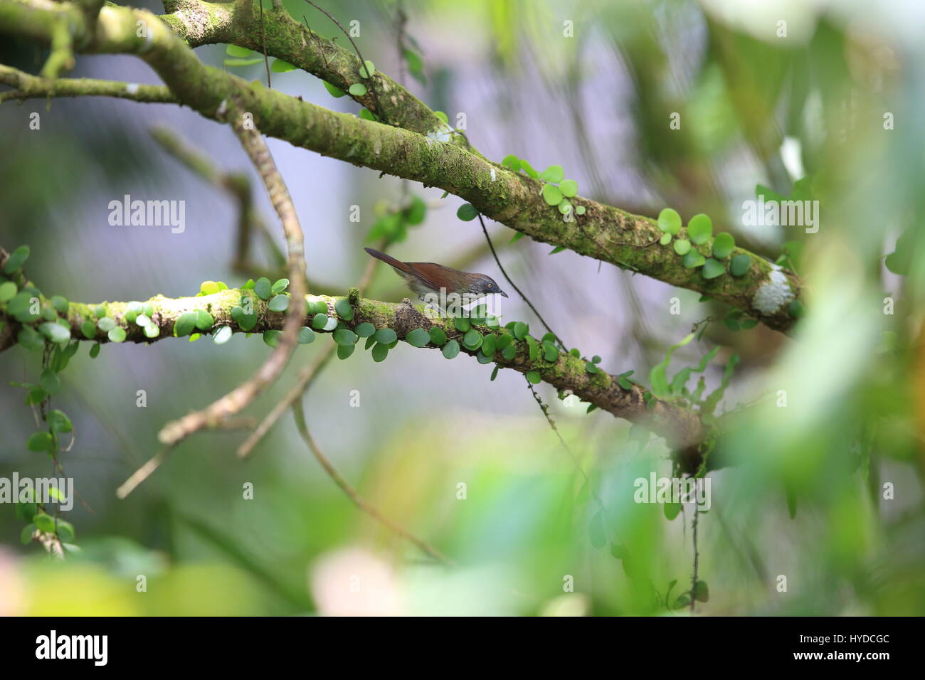 Bold-striped tit-babbler (Macronus bornensis) in Borneo, Malaysia Stock ...