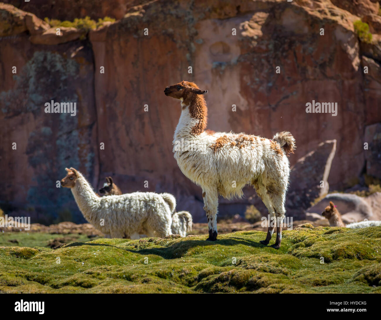 Llama bolivia hi-res stock photography and images - Alamy
