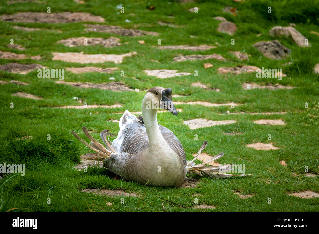 Farm goose sitting - Brown African Goose (Anser cygnoides Stock Photo ...