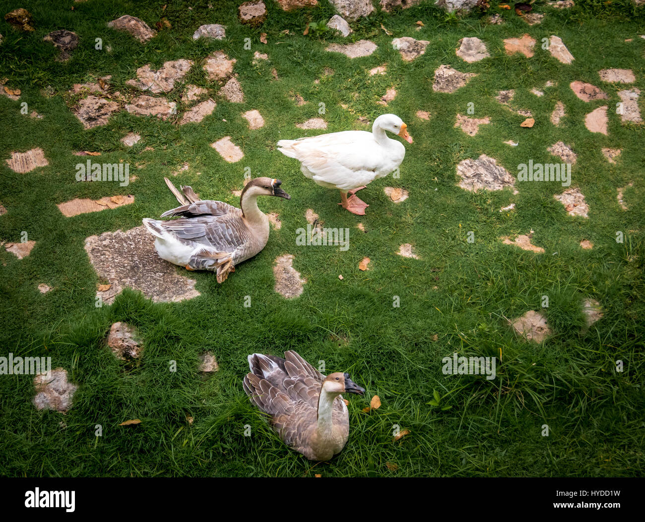 Upper view of Farm geese and white goose Stock Photo - Alamy