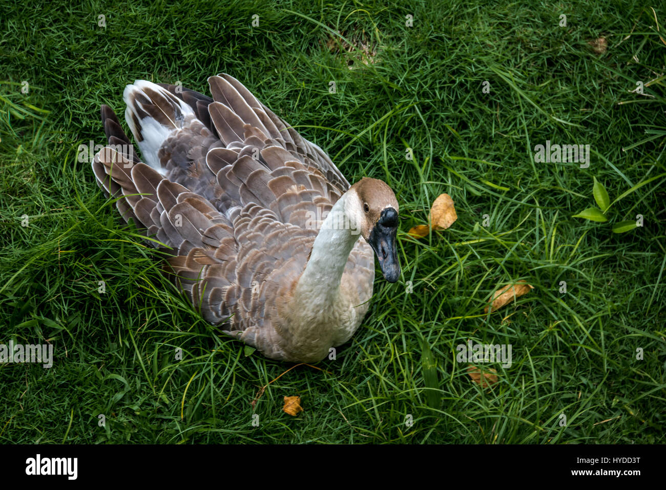 Upper view of Farm goose looking up Stock Photo - Alamy