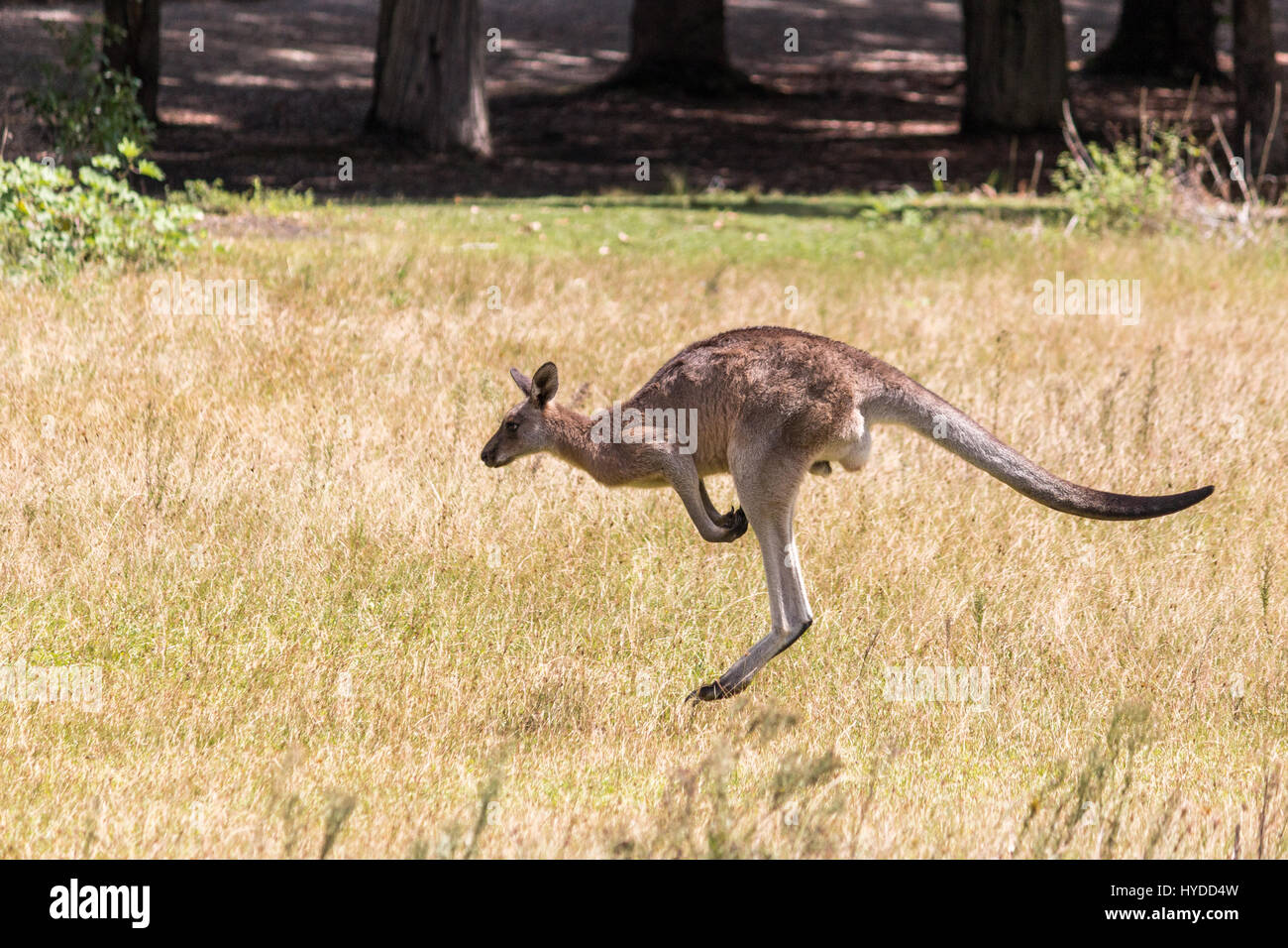 Kangaroos jumping hi-res stock photography and images - Alamy