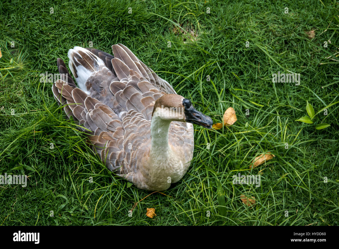 Upper view of Farm goose looking up - Brown African Goose (Anser ...