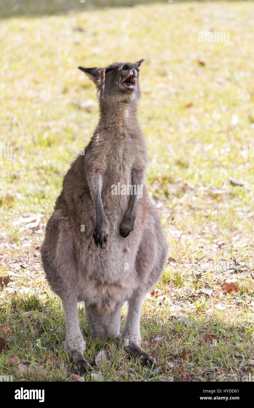 A yawning kangaroo in Australia Stock Photo - Alamy
