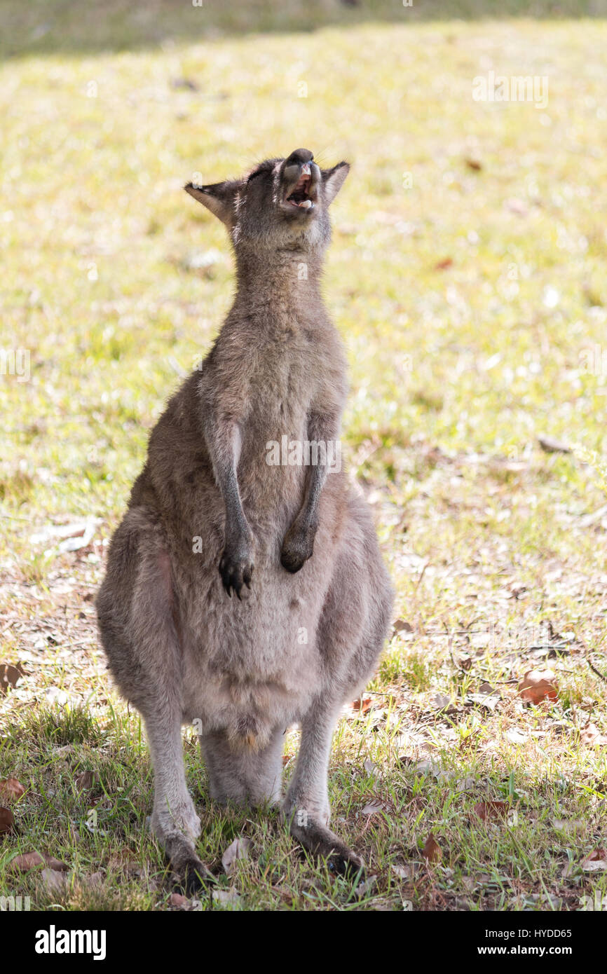 Kangaroo kangaroos australia hi-res stock photography and images - Alamy