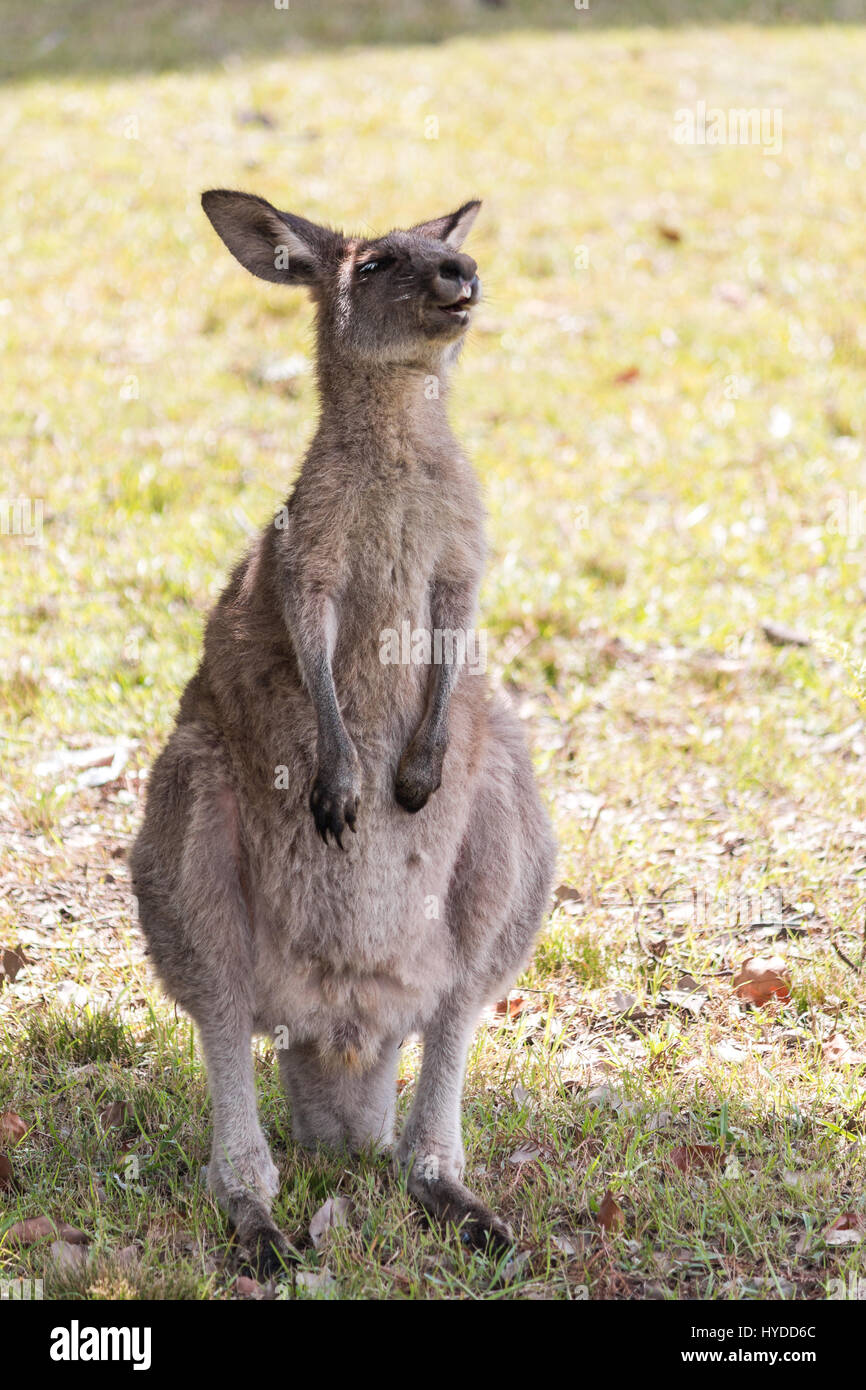 Kangaroo kangaroos australia hi-res stock photography and images - Alamy