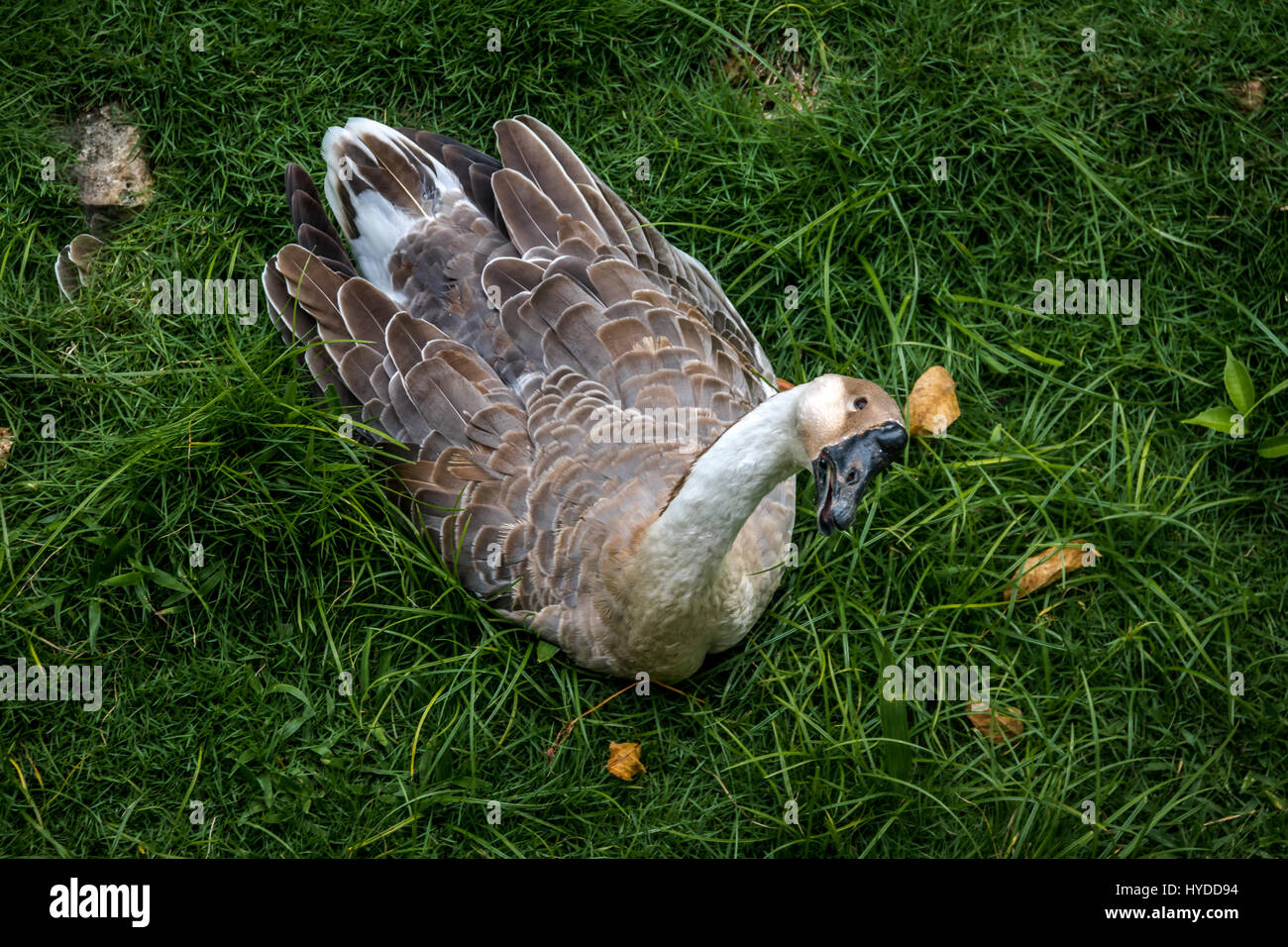 Upper view of Farm goose looking up - Brown African Goose (Anser ...