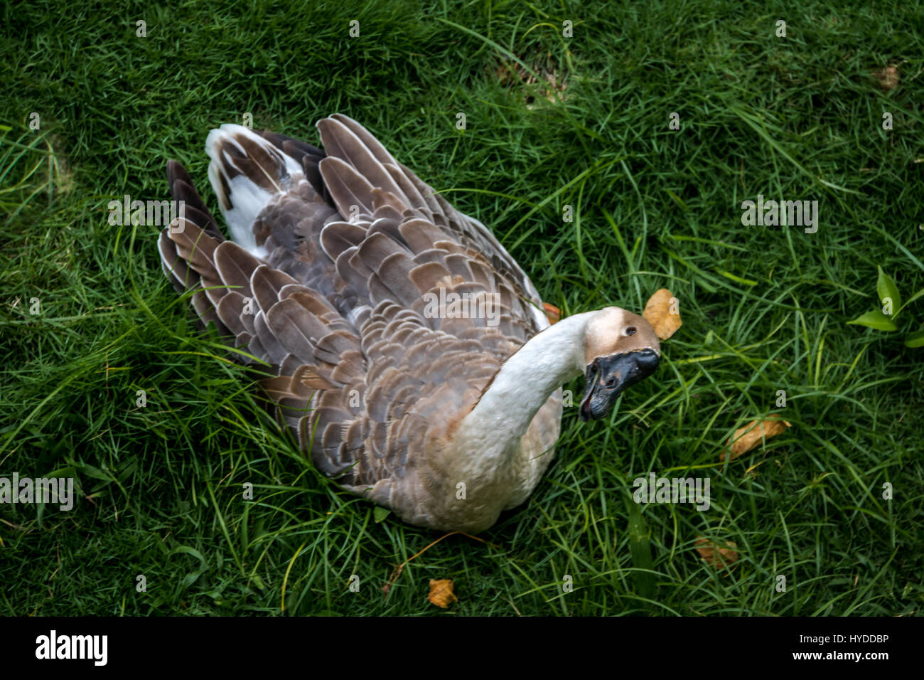 Upper view of Farm goose looking up - Brown African Goose (Anser ...