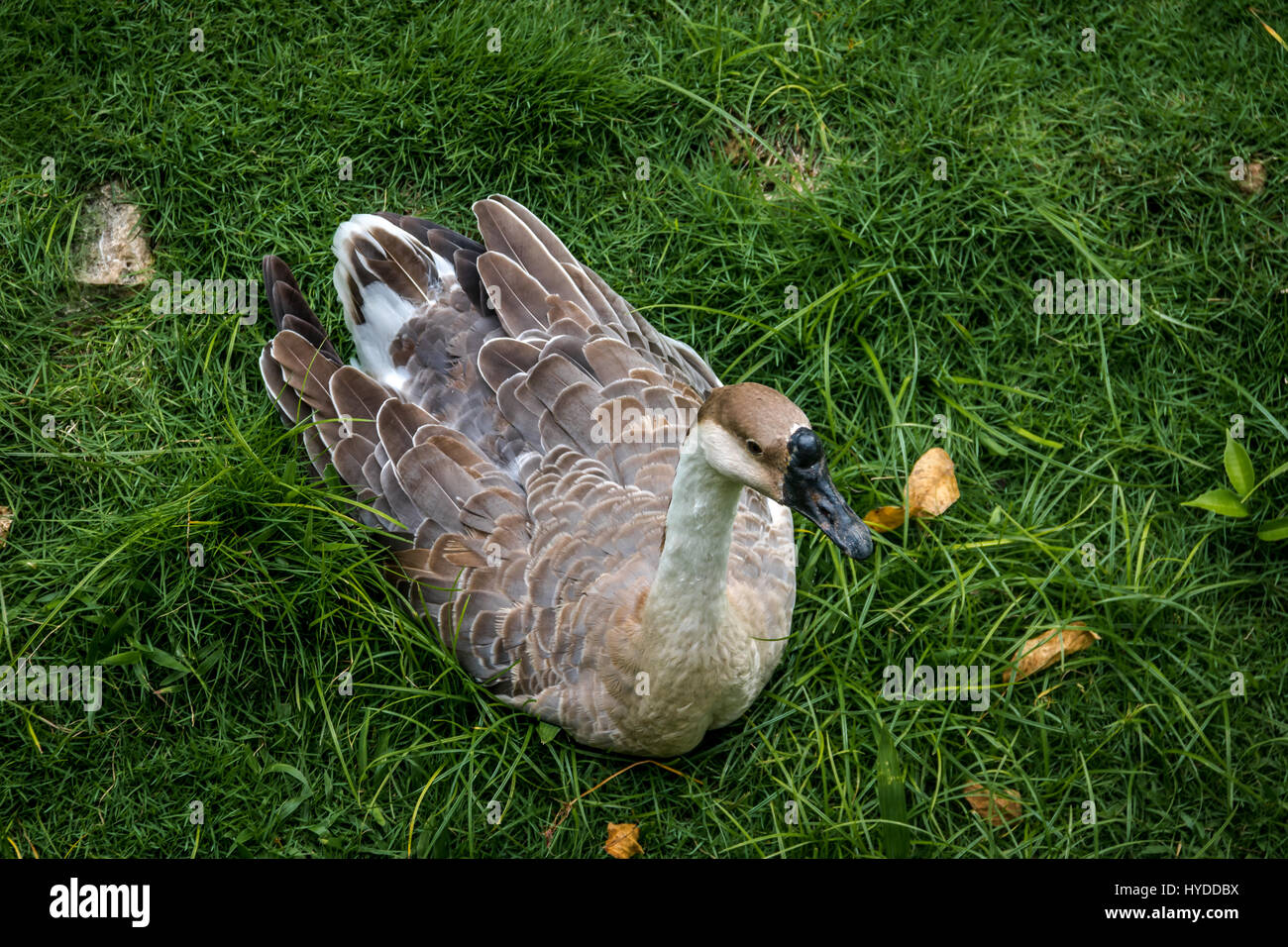 Upper view of Farm goose looking up - Brown African Goose (Anser ...