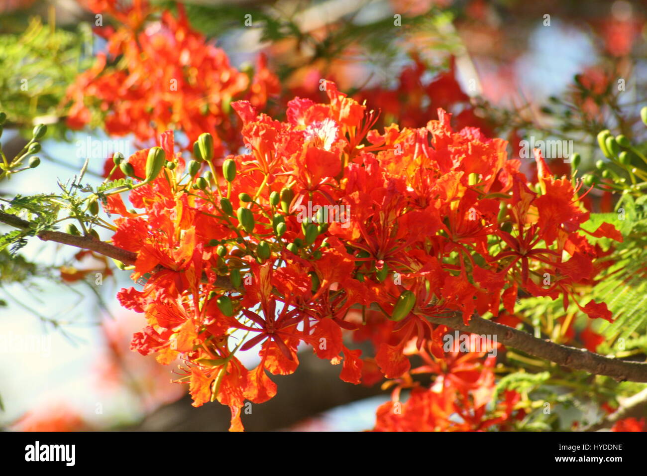 Flame Tree flowers in bloom- 1 Stock Photo - Alamy
