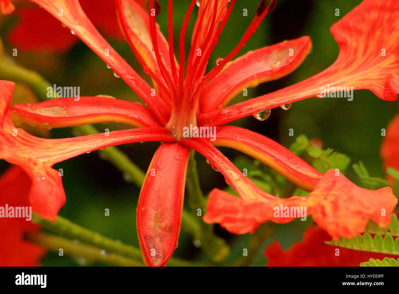 Wet flame tree flower A flame tree flower drenched in the rain Stock ...